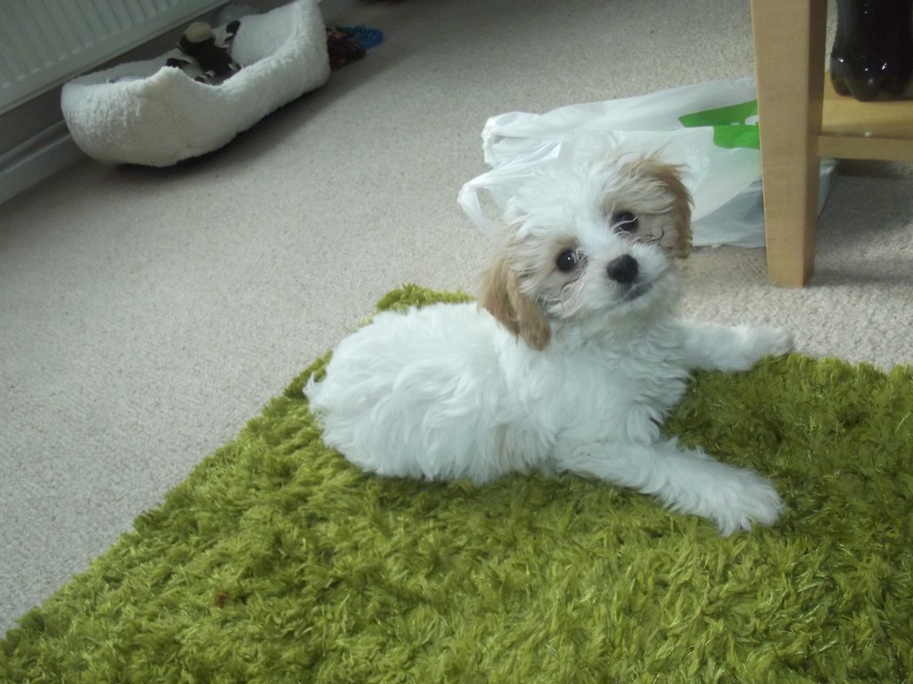 Cavapoo (also known as Cavadoodle or Cavoodle) | Dogs Discovered.com