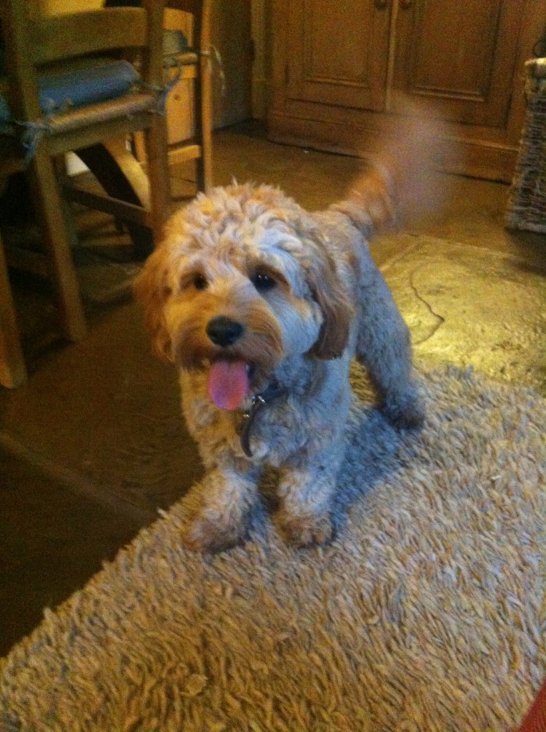 Cavapoo (also known as Cavadoodle or Cavoodle) | Dogs Discovered.com