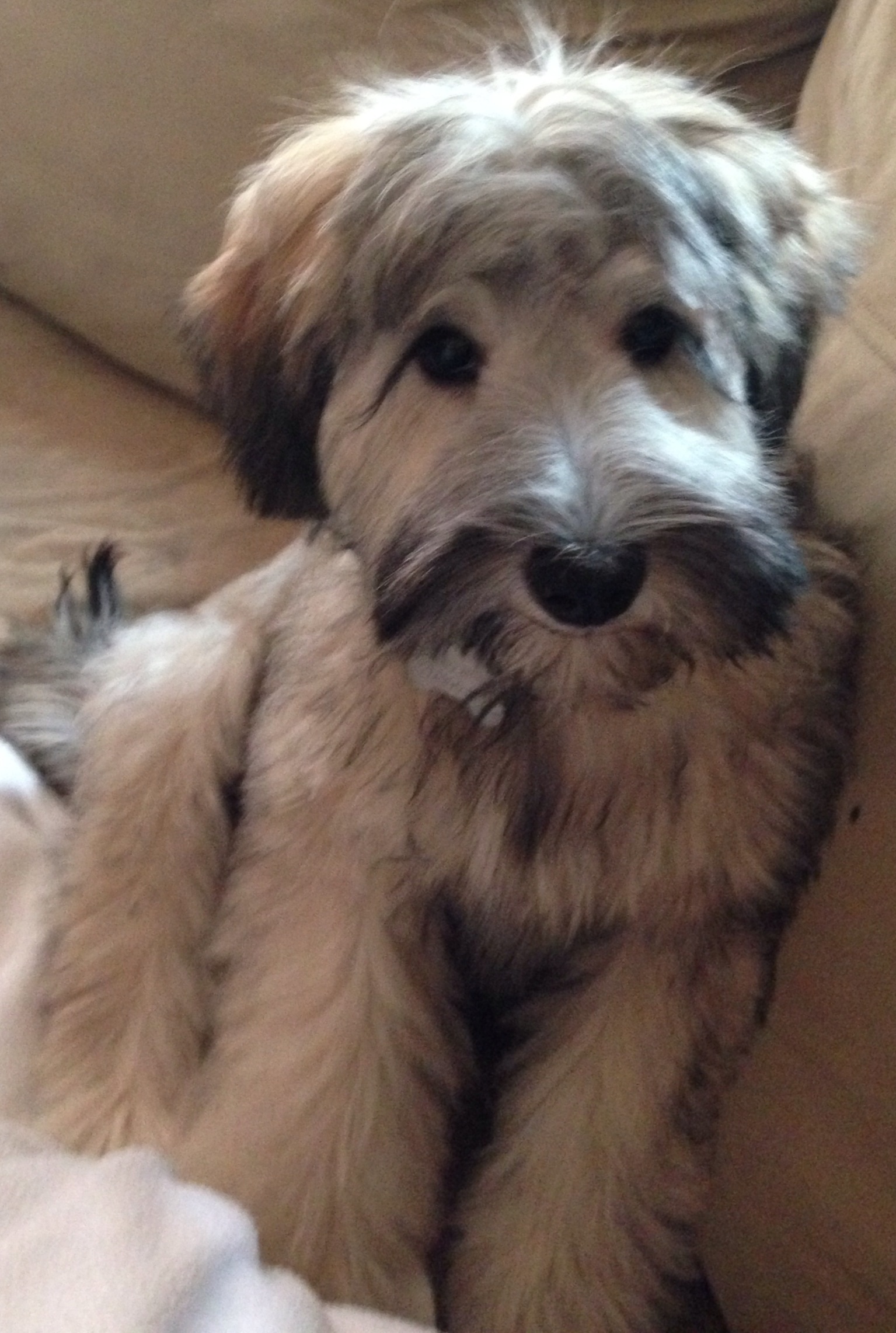 Schnoodle | Dogs Discovered.com