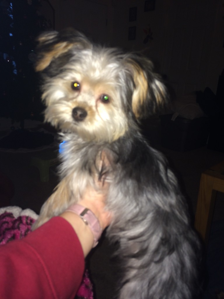 Yorkie Poo | Dogs Discovered.com