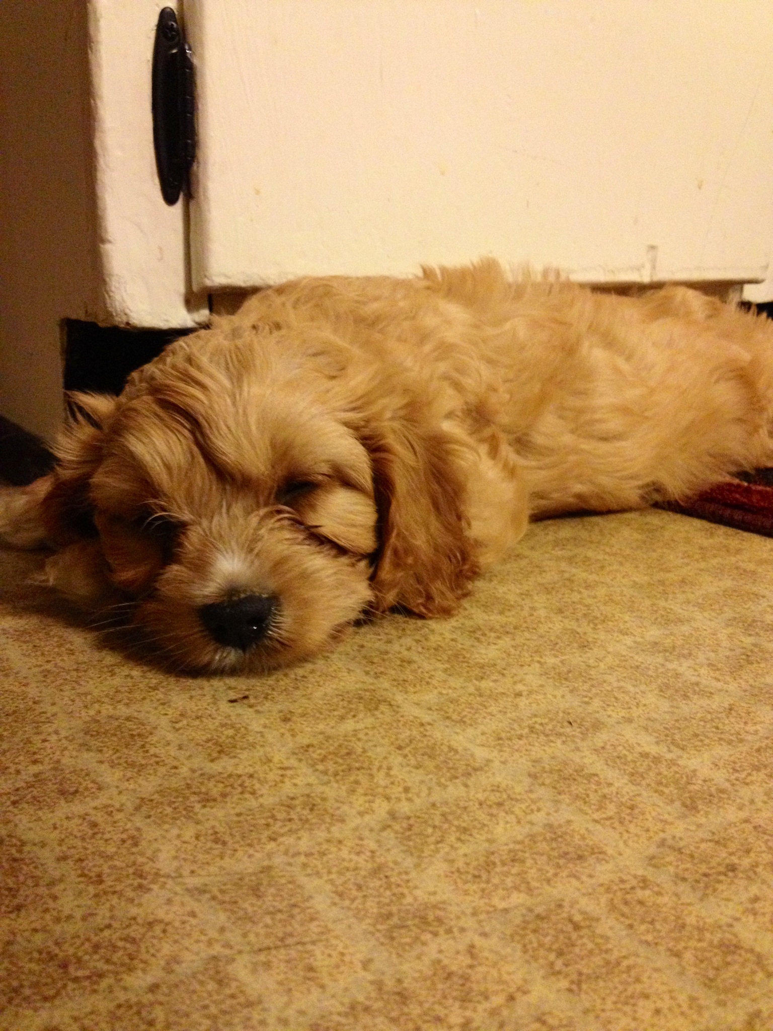 Cavapoo (also known as Cavadoodle or Cavoodle) | Dogs Discovered.com