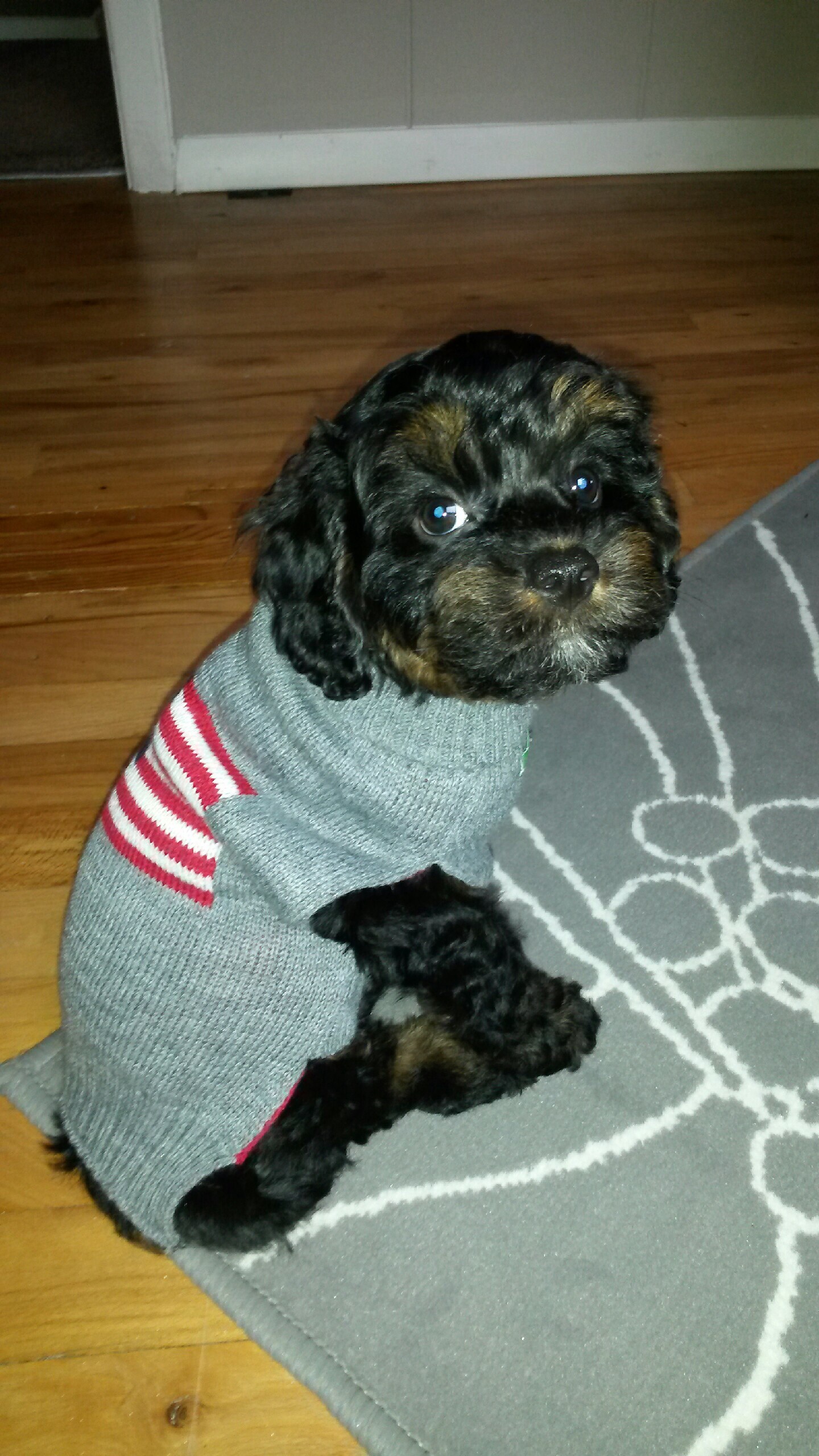 Cavapoo (also known as Cavadoodle or Cavoodle) | Dogs Discovered.com