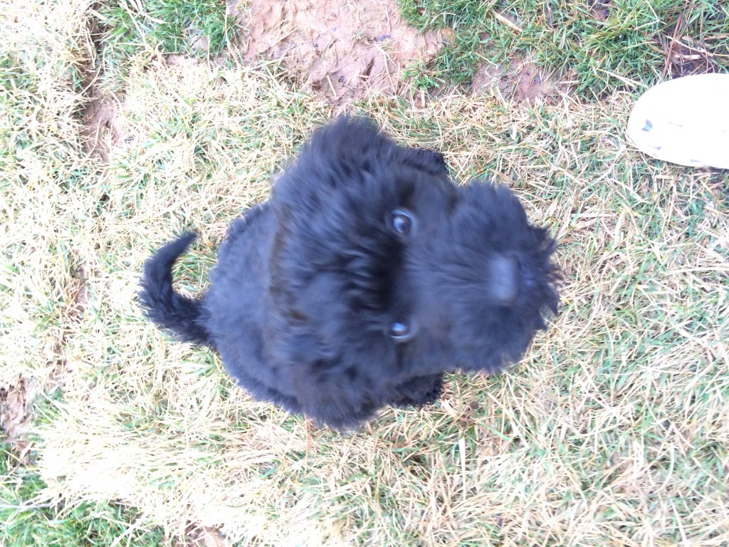 Newfiepoo | Dogs Discovered.com