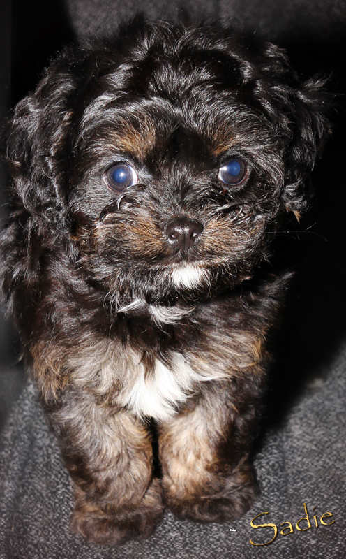 Cavapoo (also known as Cavadoodle or Cavoodle) | Dogs Discovered.com