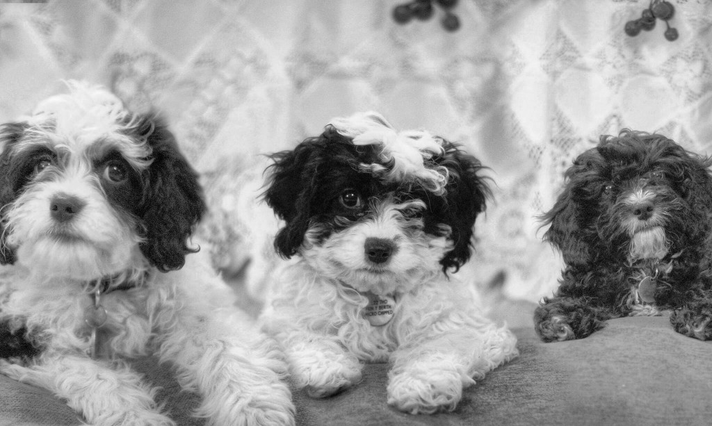 Cavapoo (also known as Cavadoodle or Cavoodle) | Dogs Discovered.com