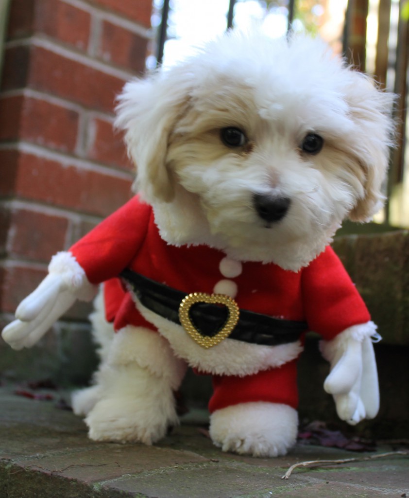Bich-Poo (also known as Poochon, Bichpoo, Bichon Poodle) | Dogs ...