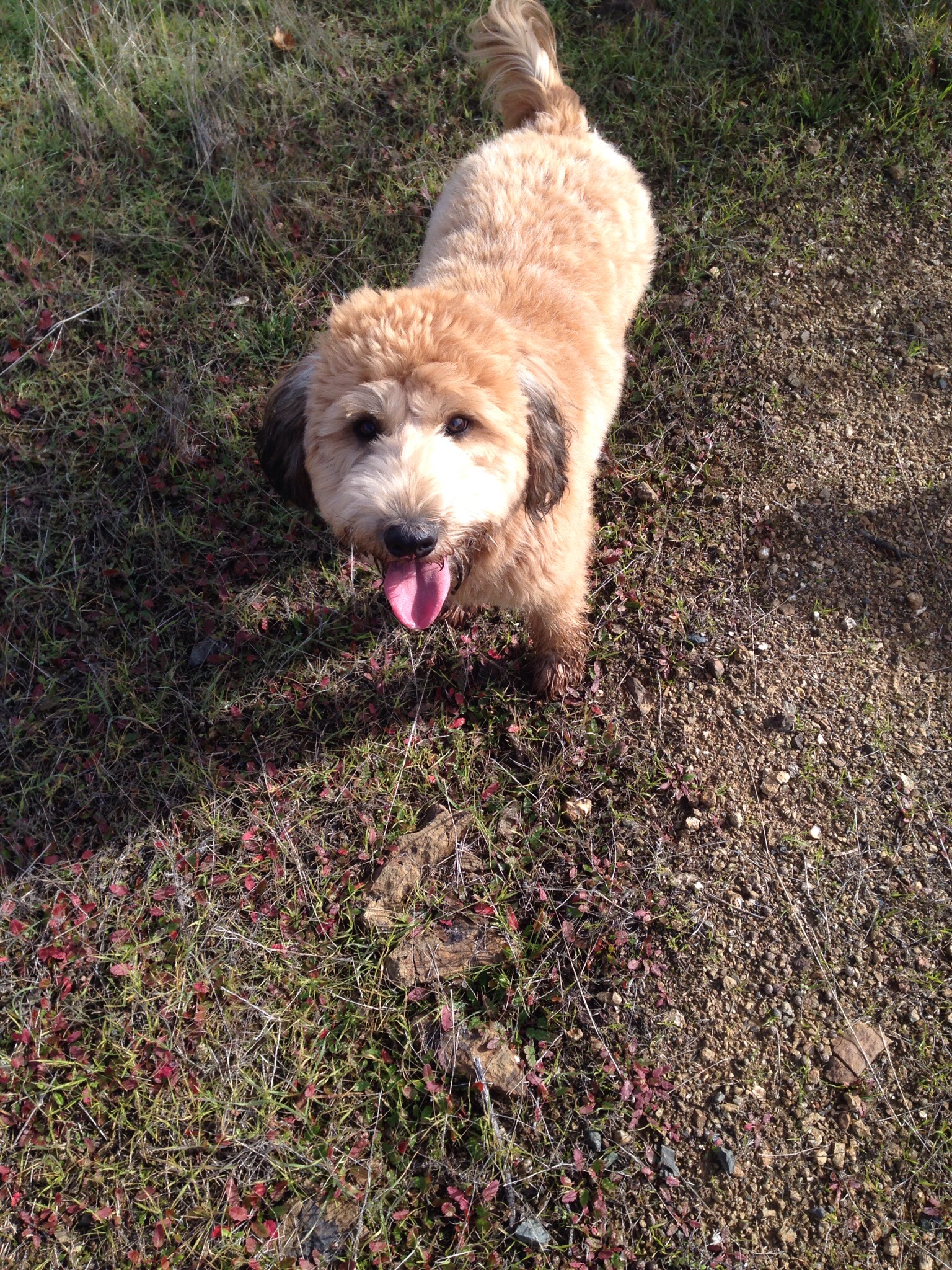 Whoodle | Dogs Discovered.com