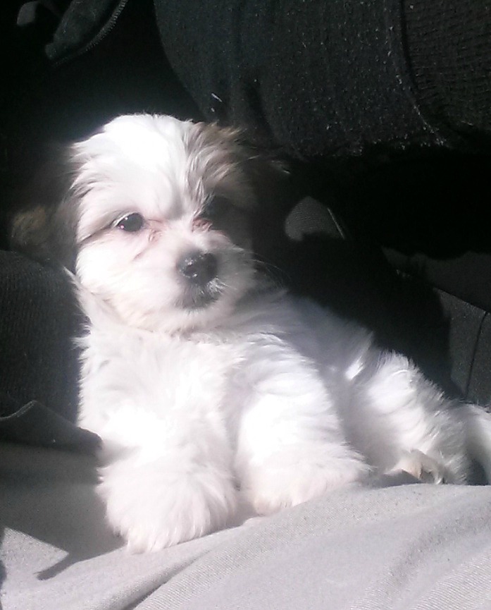 Shih-Poo | Dogs Discovered.com
