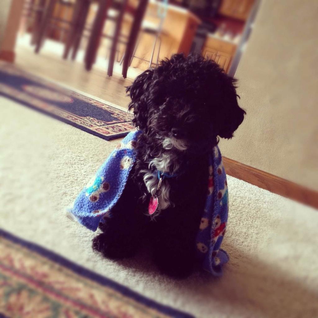Scoodle | Dogs Discovered.com