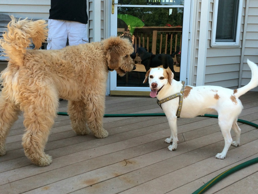 Meet Amos, my amazing Goldendoodle! **NEW** | Dogs Discovered.com