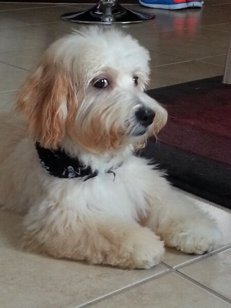 Cavapoo (also known as Cavadoodle or Cavoodle) | Dogs Discovered.com