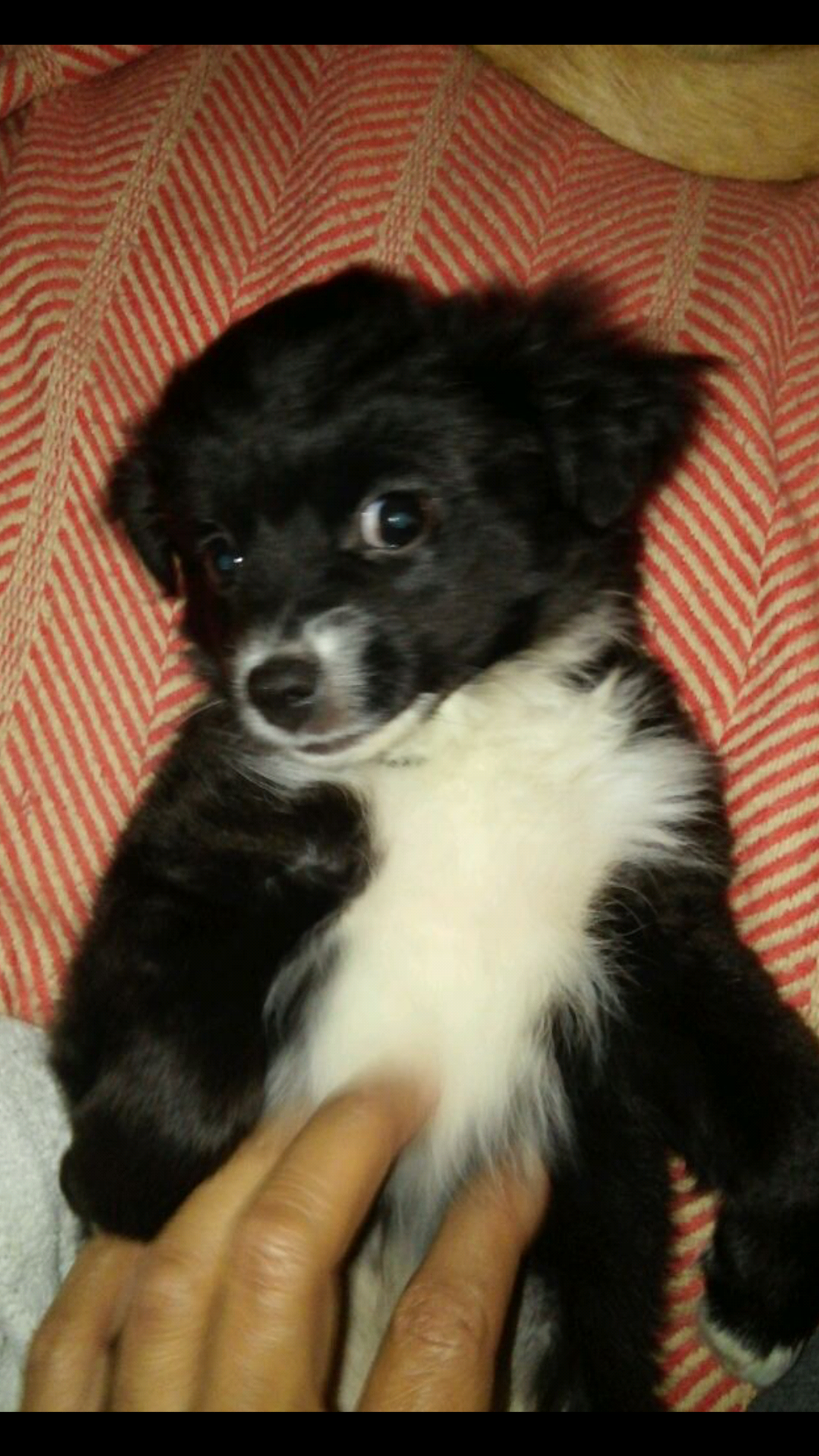 Shih-Poo | Dogs Discovered.com