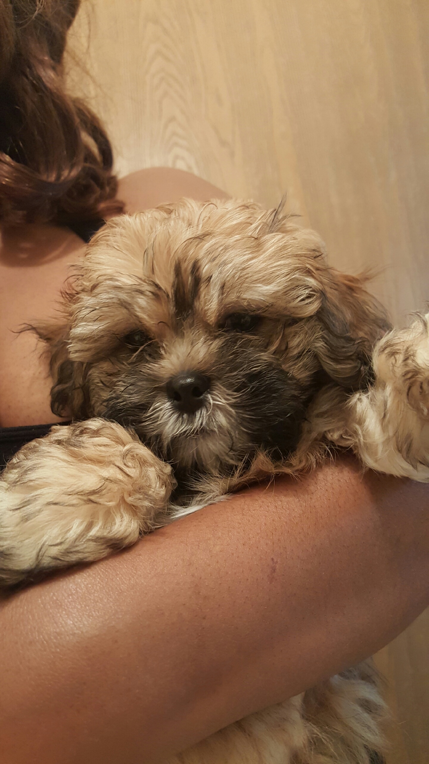 Shih-Poo | Dogs Discovered.com