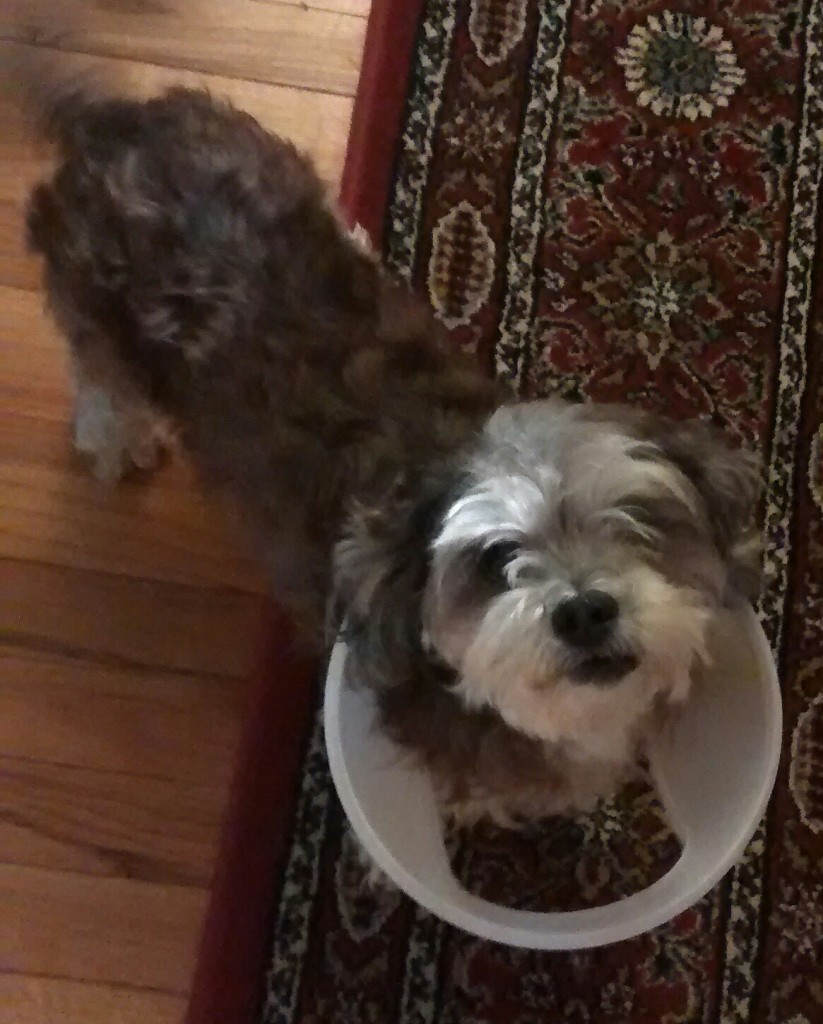Shih-Poo | Dogs Discovered.com