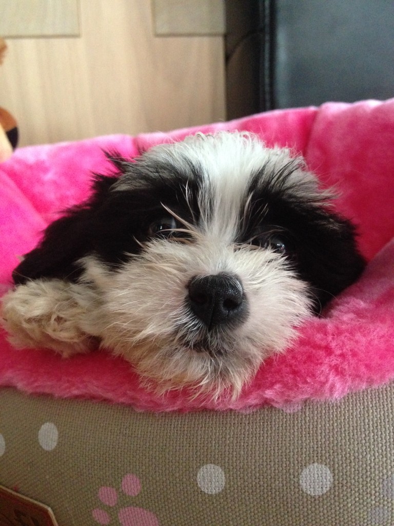 Shih-Poo | Dogs Discovered.com