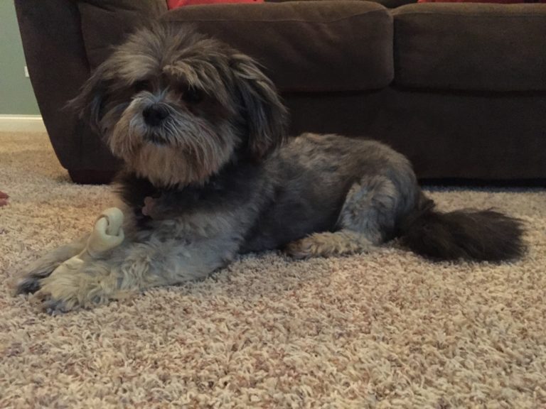 Shih-Poo | Dogs Discovered.com