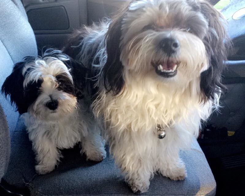 Shih-Poo | Dogs Discovered.com