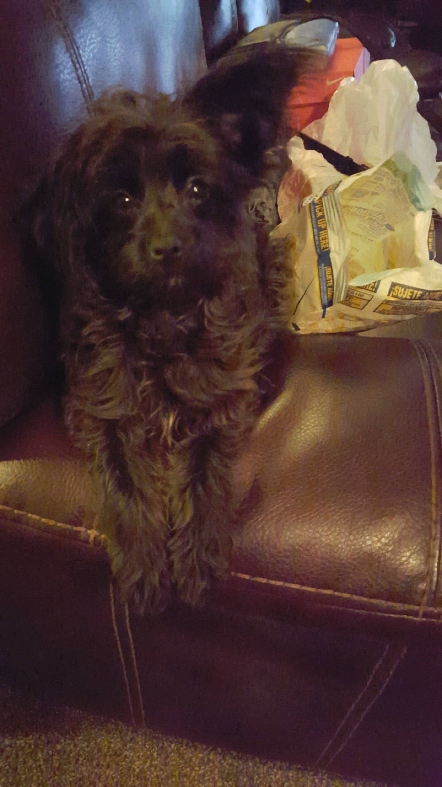 Aussiedoodle (also known as Aussiepoo) | Dogs Discovered.com