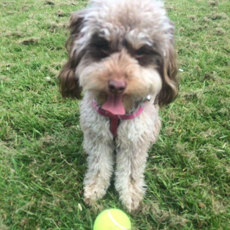 Jack-A-Poo(also known as Jackadoodle, Jack-A-Doodle, Poo-Jack, Poojack ...