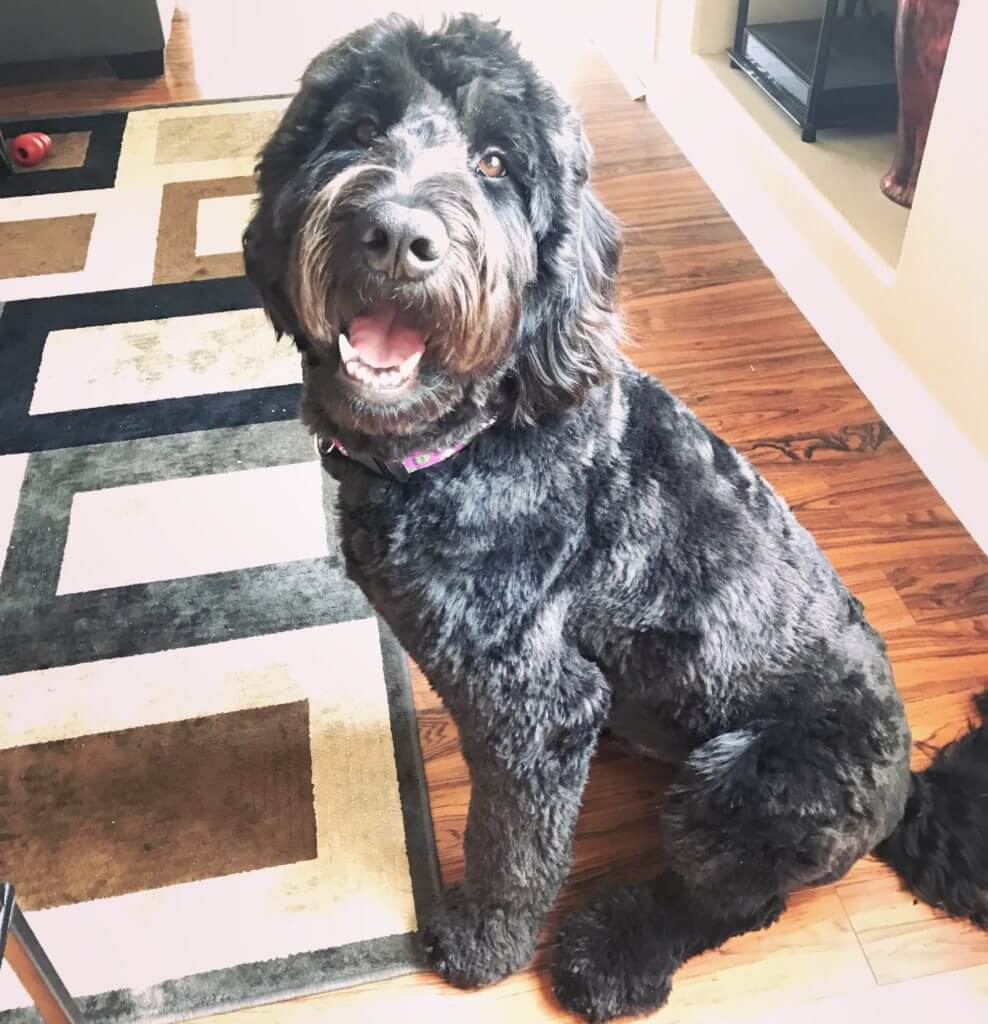 Newfiepoo | Dogs Discovered.com