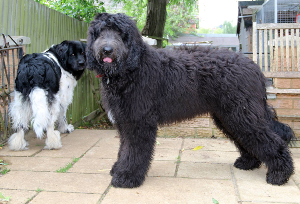Newfiepoo | Dogs Discovered.com