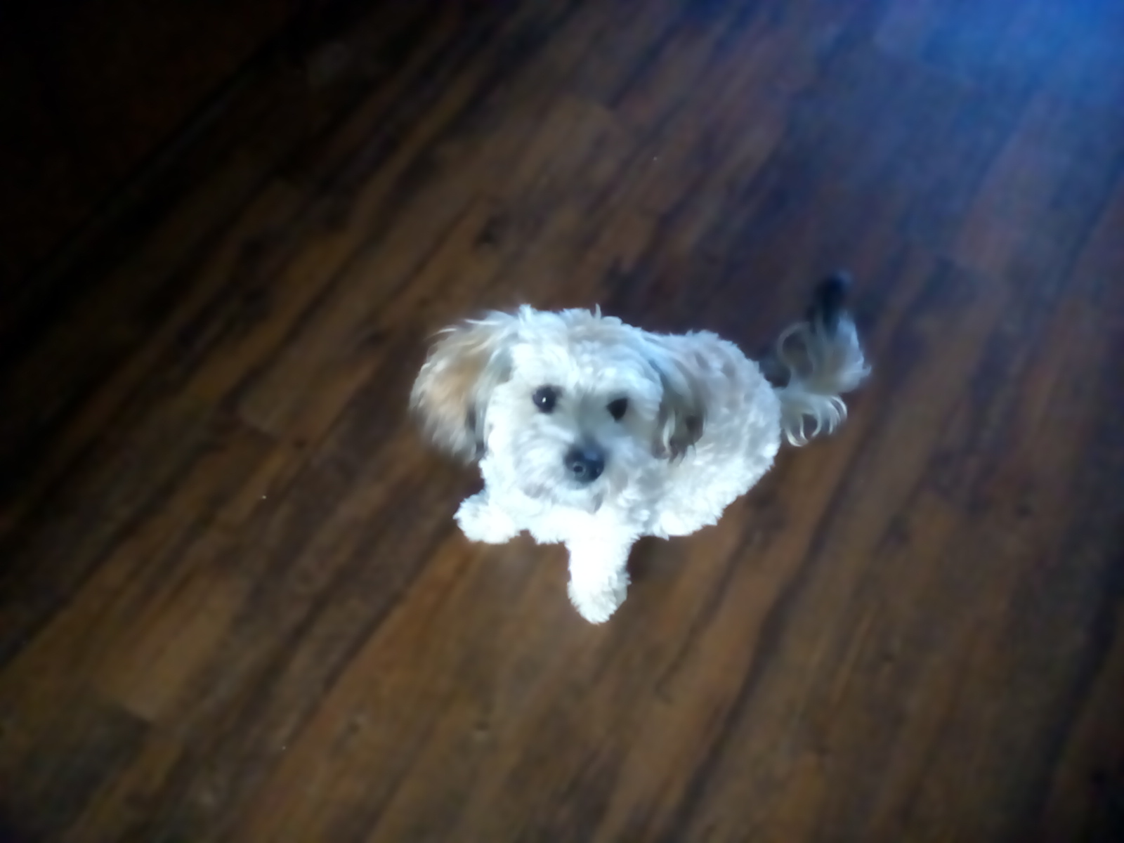 Whoodle | Dogs Discovered.com