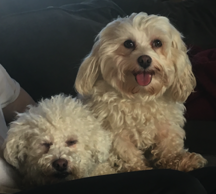 Shih-Poo | Dogs Discovered.com